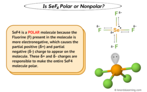 Is SeF4 Polar or Nonpolar? (And Why?)